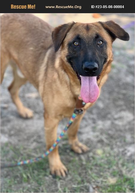 ADOPT 23050800004 ~ Belgian Malinois Rescue ~ Howard County, MD