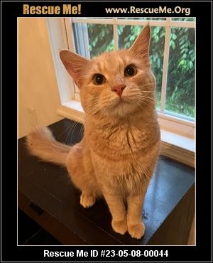 - Virginia Cat Rescue - ADOPTIONS - Rescue Me!