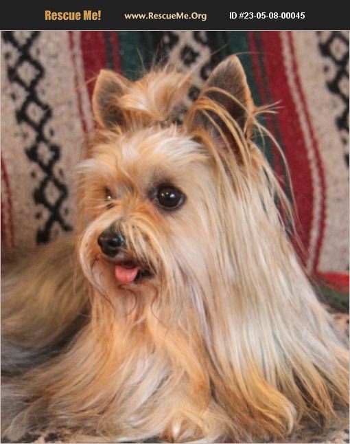 ADOPT 23050800045 ~ Yorkie Rescue ~ Brownwood, TX