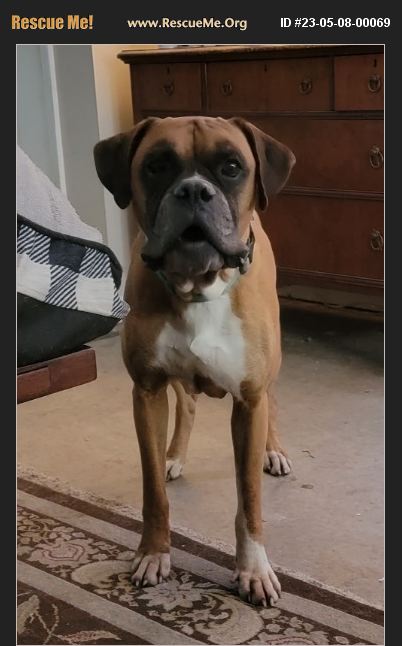 ADOPT 23050800069 ~ Boxer Rescue ~ Tallahassee, FL