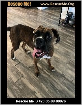 - Florida Boxer Rescue - ADOPTIONS - Rescue Me!