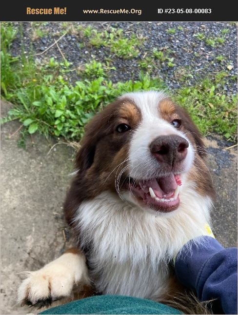 ADOPT 23050800083 ~ Australian Shepherd Rescue ~ Spring Run, PA