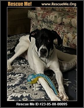 - Connecticut Dog Rescue - ADOPTIONS - Rescue Me!