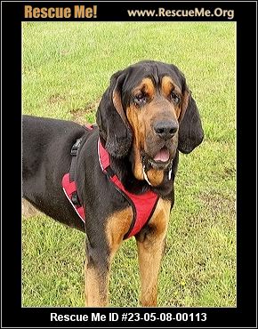 - Texas Bloodhound Rescue - ADOPTIONS - Rescue Me!