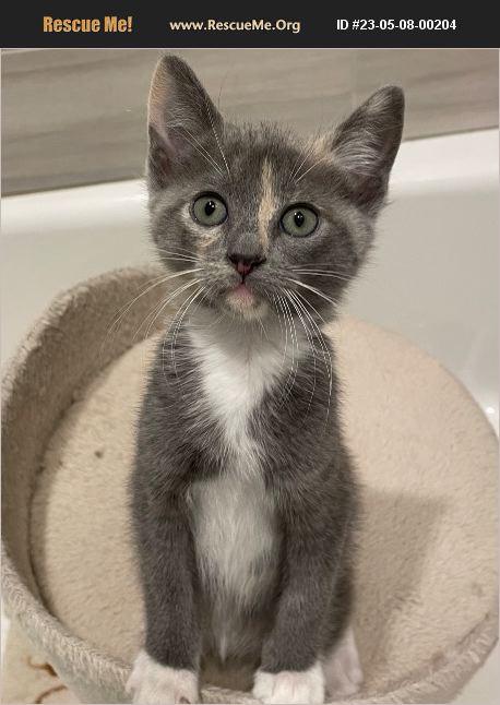 ADOPT 23050800204 ~ Domestic Cat Rescue ~ Los Angeles, CA