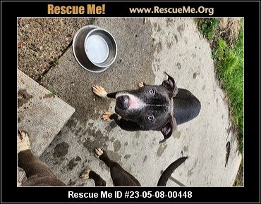 - Indiana Dog Rescue - ADOPTIONS - Rescue Me!