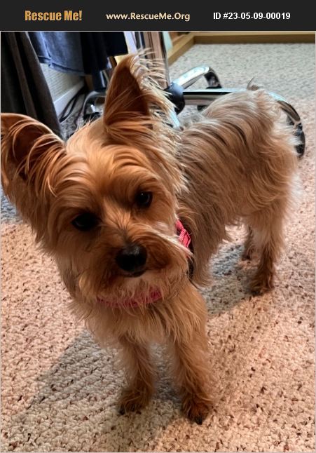 ADOPT 23050900019 ~ Yorkie Rescue ~ Dallas, TX