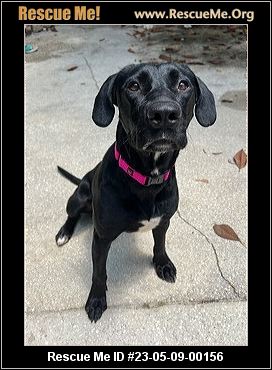 - Florida Border Collie Rescue - ADOPTIONS - Rescue Me!