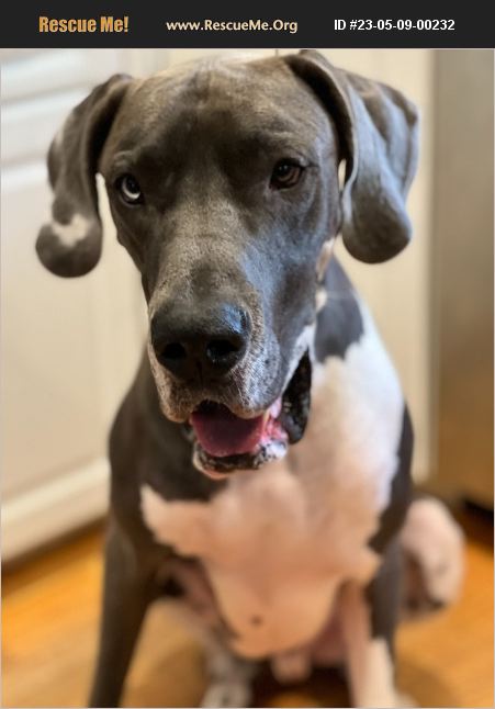 ADOPT 23050900232 ~ Great Dane Rescue ~ Avon, CT