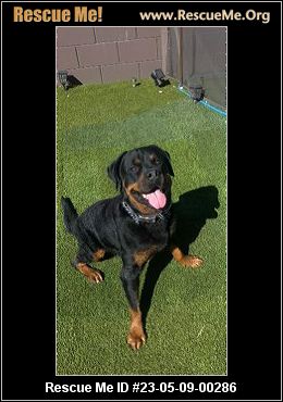 - Arizona Rottweiler Rescue - ADOPTIONS - Rescue Me!