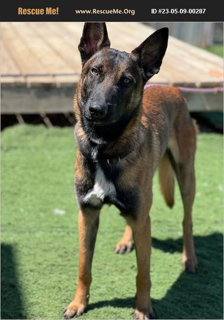 ADOPT 23050900287 ~ Belgian Malinois Rescue ~ Cookeville, TN