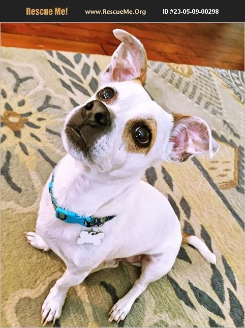 ADOPT 23050900298 ~ Jack Russell Rescue ~ Seattle, WA