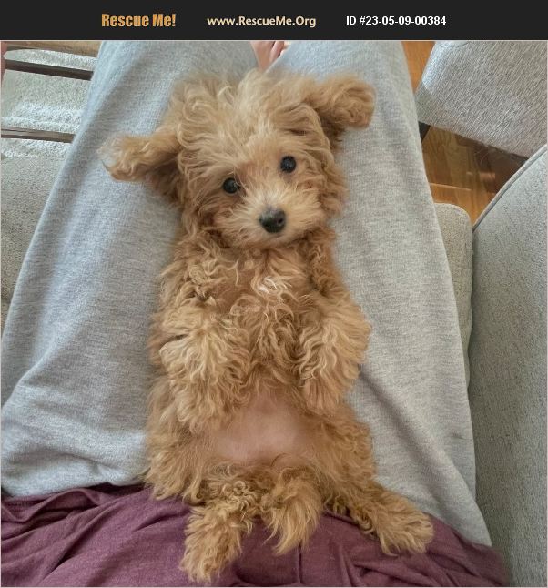 ADOPT 23050900384 ~ Bichon Frise Rescue ~ Parker, CO