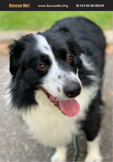 ADOPT 23050900439 ~ Border Collie Rescue ~ Cocoa, FL