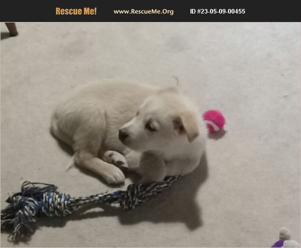 ADOPT 23050900455 ~ Great Pyrenees Rescue ~ Versailles, MO