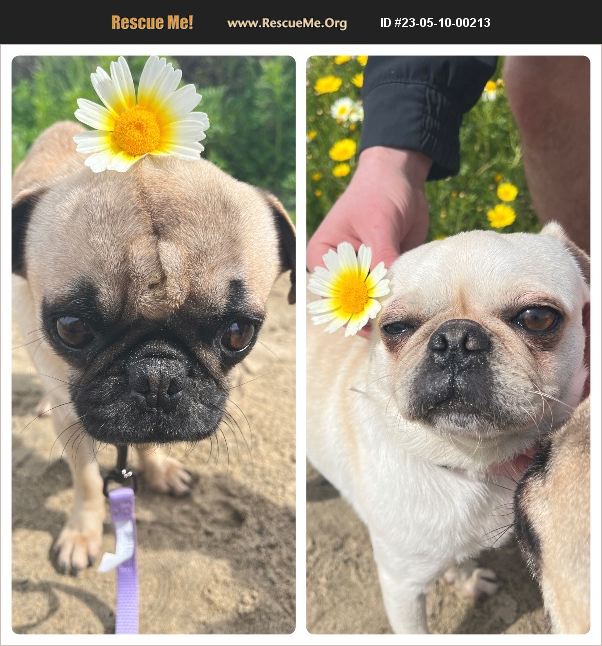 ADOPT 23051000213 ~ Pug Rescue ~ San Diego County, CA