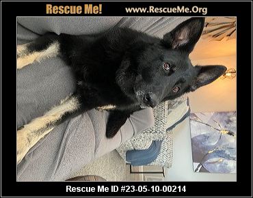 - Indiana German Shepherd Rescue - ADOPTIONS - Rescue Me!