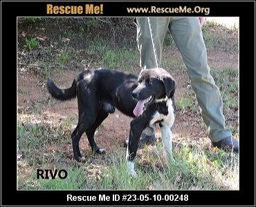 - Georgia Border Collie Rescue - ADOPTIONS - Rescue Me!