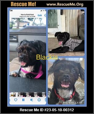 - Florida Schnauzer Rescue - ADOPTIONS - Rescue Me!