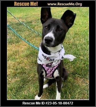 - California Basenji Rescue - ADOPTIONS - Rescue Me!