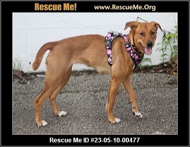 - Indiana Dog Rescue - ADOPTIONS - Rescue Me!