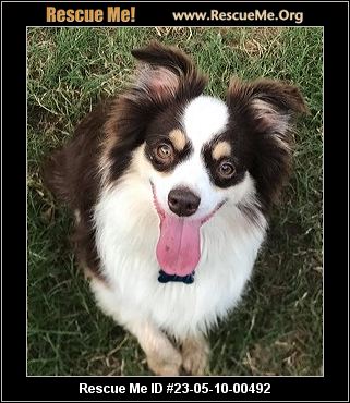 - Oklahoma Australian Shepherd Rescue - ADOPTIONS - Rescue Me!