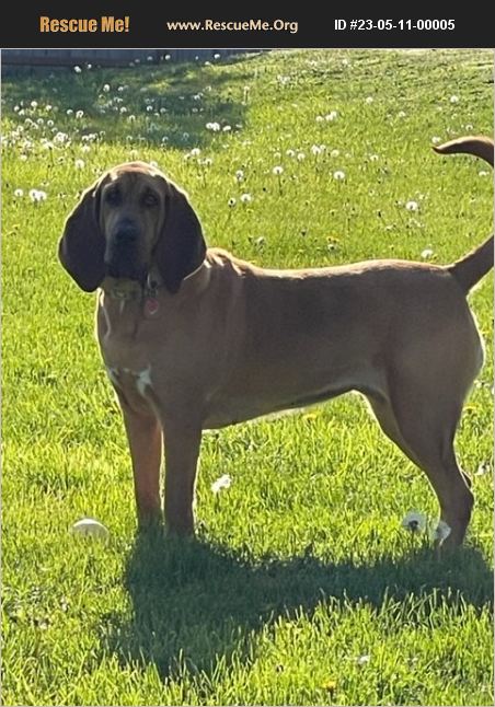 ADOPT 23051100005 ~ Bloodhound Rescue ~ Oak Harbor, WA