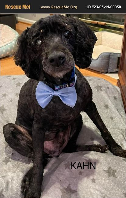 ADOPT 23051100050 ~ Cockapoo Rescue ~ Wilmington, DE