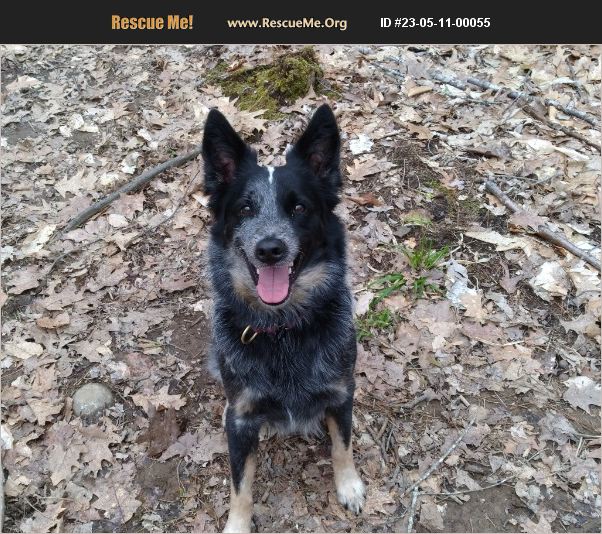 ADOPT 23051100055 ~ Australian Cattle Dog Rescue ~ Winthrop, ME