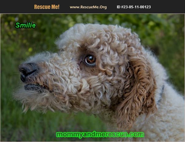 ADOPT 23051100123 ~ Poodle Rescue ~ Mount Carmel, PA