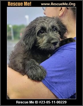 - South Carolina Dog Rescue - ADOPTIONS - Rescue Me!