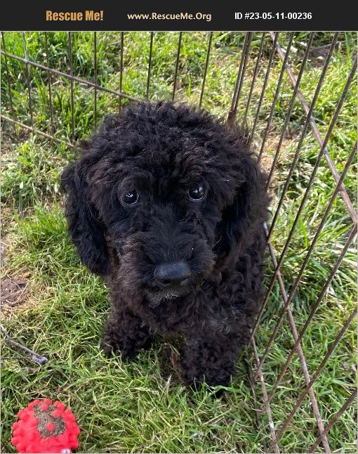ADOPT 23051100236 ~ Poodle Rescue ~ Miami, OK
