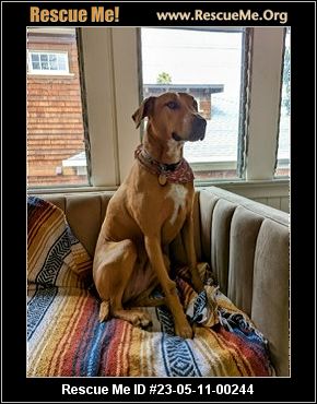 - California Rhodesian Ridgeback Rescue - ADOPTIONS - Rescue Me!