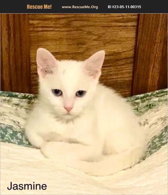 ADOPT 23051100315 ~ Turkish Angora Rescue ~ Boston, MA