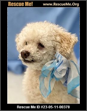 - California Poodle Rescue - ADOPTIONS - Rescue Me!