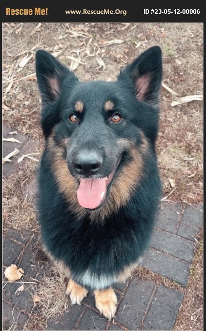 ADOPT 23051200006 ~ German Shepherd Rescue ~ Benson, MN