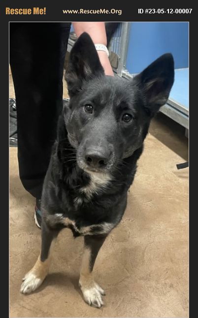 ADOPT 23051200007 ~ German Shepherd Rescue ~ Benson, MN