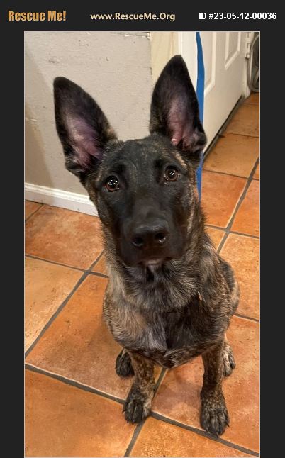 ADOPT 23051200036 ~ Dutch Shepherd Rescue ~ houston, TX