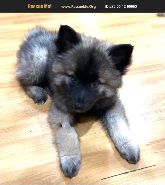 ADOPT 23051200053 ~ Keeshond Rescue ~ Steger, IL