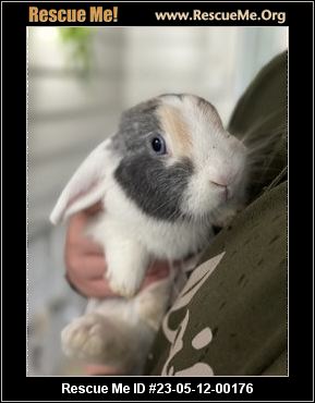 - North Carolina Rabbit Rescue - ADOPTIONS - Rescue Me!