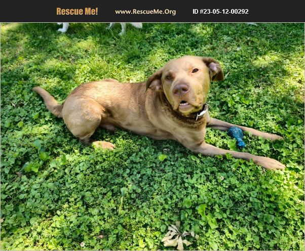 ADOPT 23051200292 ~ Chesapeake Bay Retriever Rescue ~ Pelzer, SC