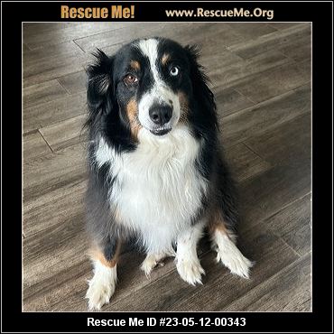 - Texas Australian Shepherd Rescue - ADOPTIONS - Rescue Me!