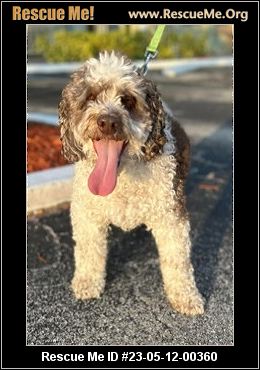 - Florida Cockapoo Rescue - ADOPTIONS - Rescue Me!