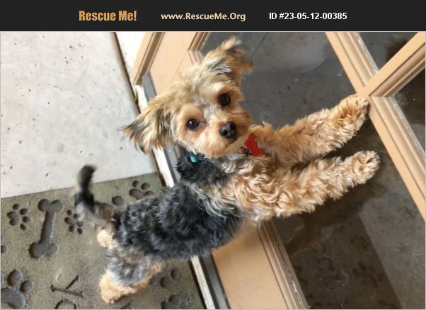 ADOPT 23051200385 ~ Yorkie Rescue ~ Tempe, AZ