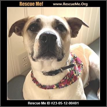 - New York Dog Rescue - ADOPTIONS - Rescue Me!