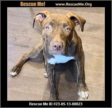 - Colorado Pit Bull Rescue - ADOPTIONS - Rescue Me!