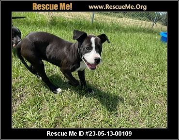 - Georgia Boxer Rescue - ADOPTIONS - Rescue Me!