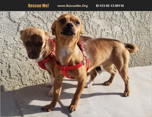 ADOPT 23051300116 ~ Chihuahua Rescue ~ Seattle, WA