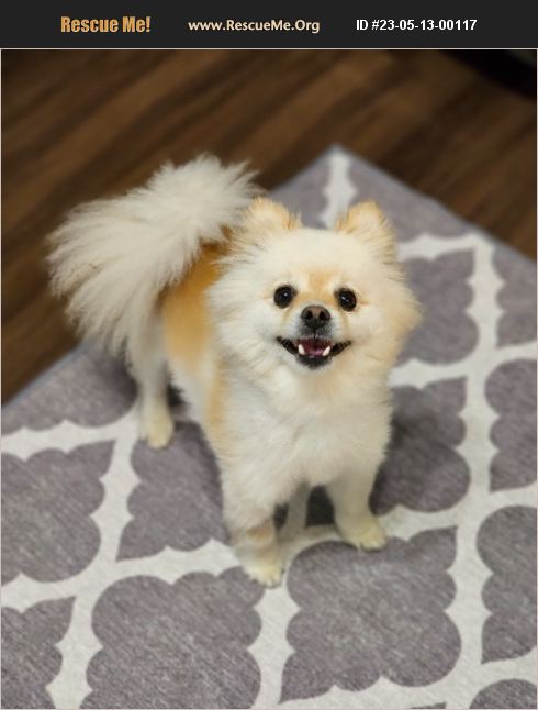 ADOPT 23051300117 ~ Pomeranian Rescue ~ Lebanon, PA