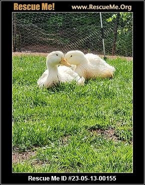 - Pennsylvania Pet Bird Rescue - ADOPTIONS - Rescue Me!